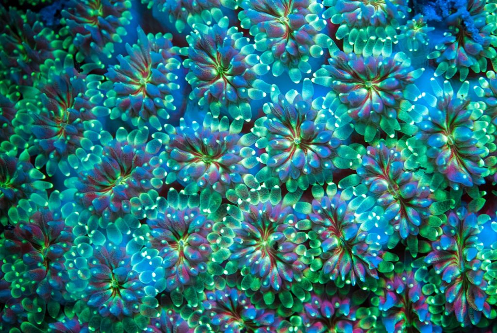 Photo Gallery Fluo Diving - Werner Lau Diving Centers