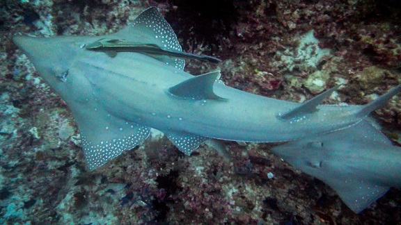Begegnung mit großen Geigenrochen - Werner Lau Diving Centers