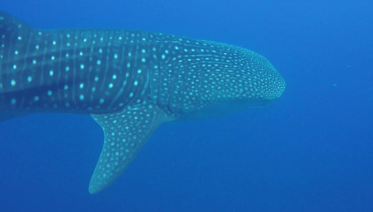 Wale shark @ Close Encounters - Werner Lau Diving Centers