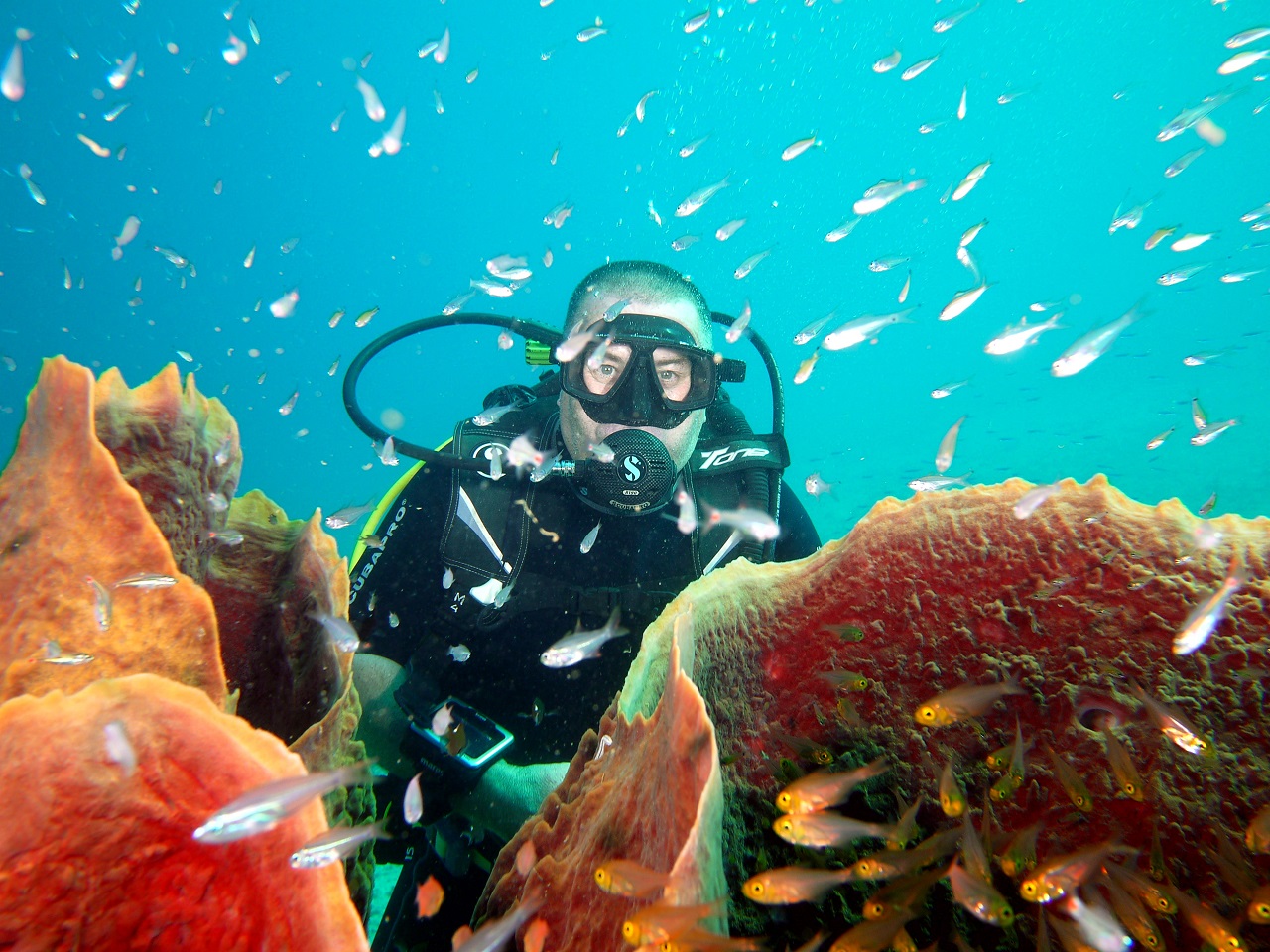 Tropical autumn diving - Werner Lau Diving Centers