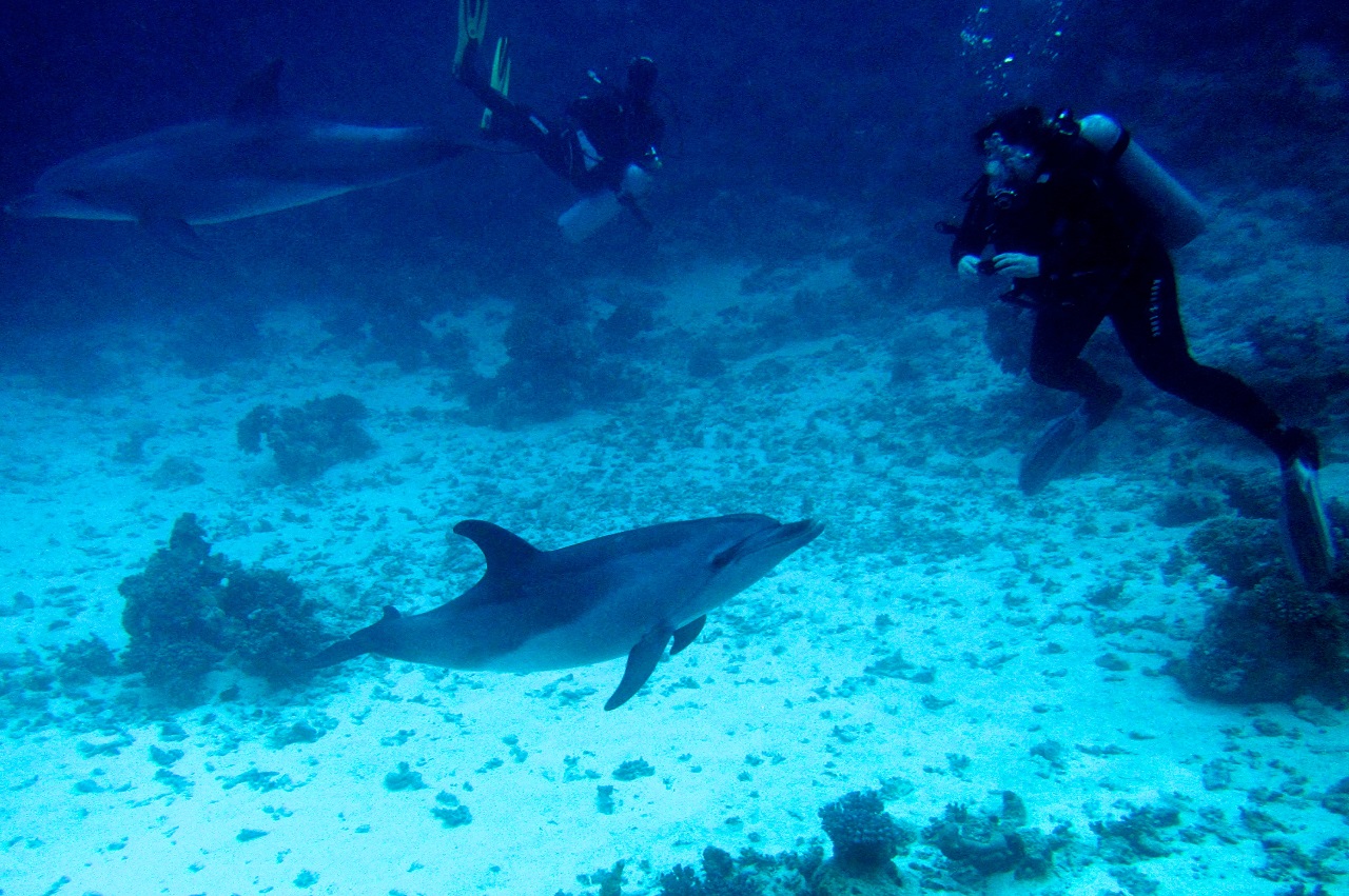 Überaschung bei Shaab Marsa Alam - Werner Lau Diving Centers