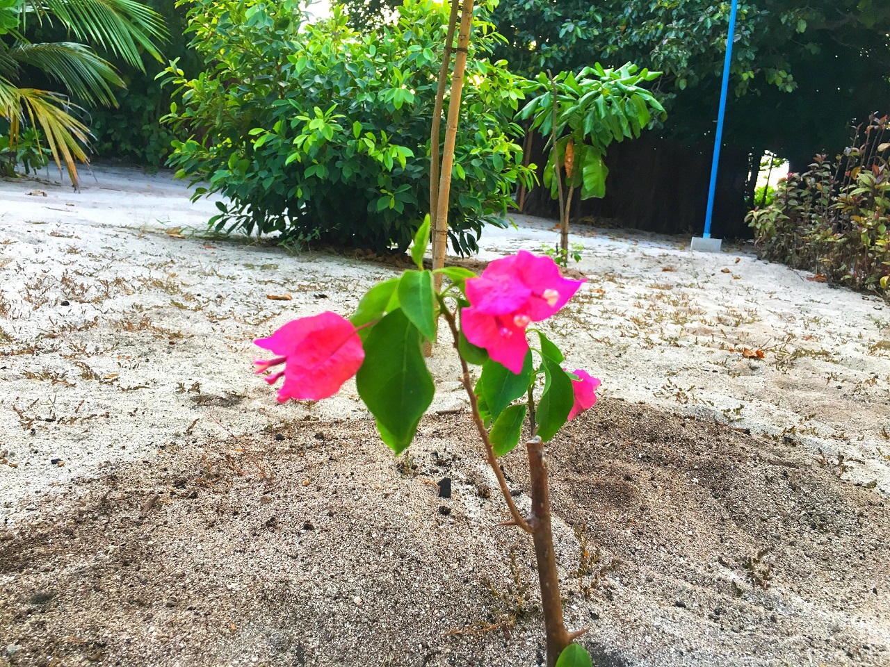 Flowers in front of the dive centre - Werner Lau Diving Centers