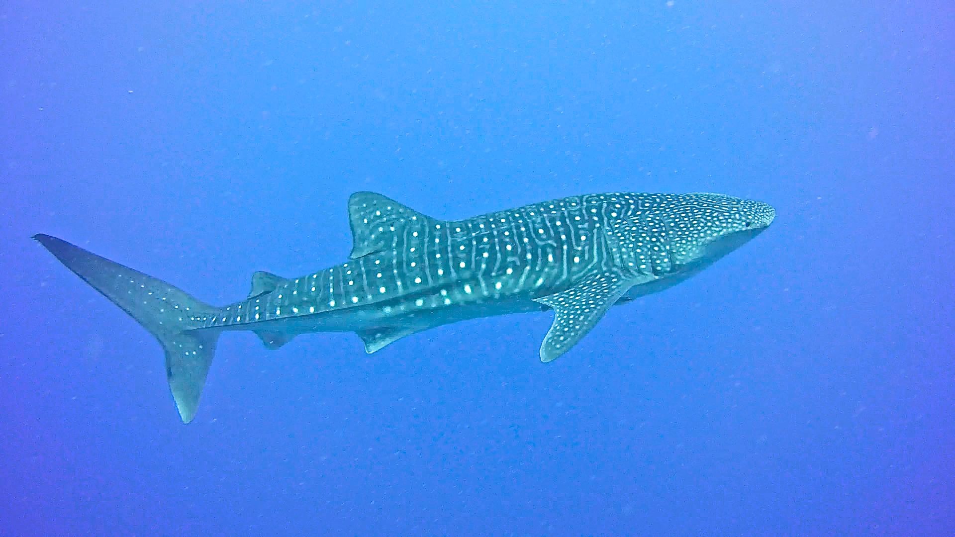 Walhai am Hausriff - Werner Lau Diving Centers