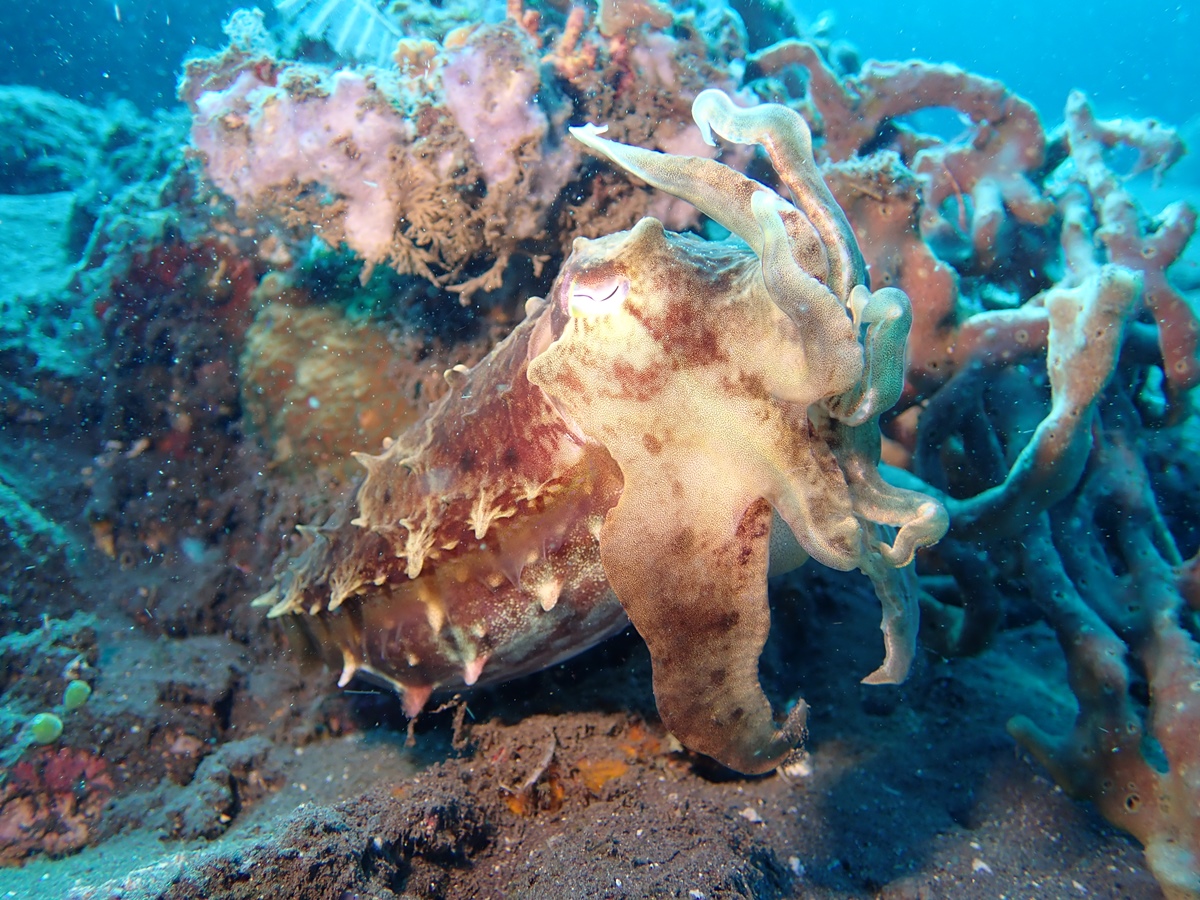 Interesting Critters - Werner Lau Diving Centers