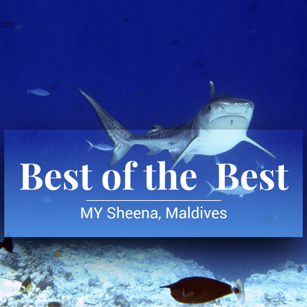 The Best of the Best Maldives 2020 - Werner Lau Diving Centers