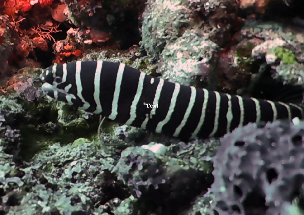 Zebra moray eel - Werner Lau Diving Centers