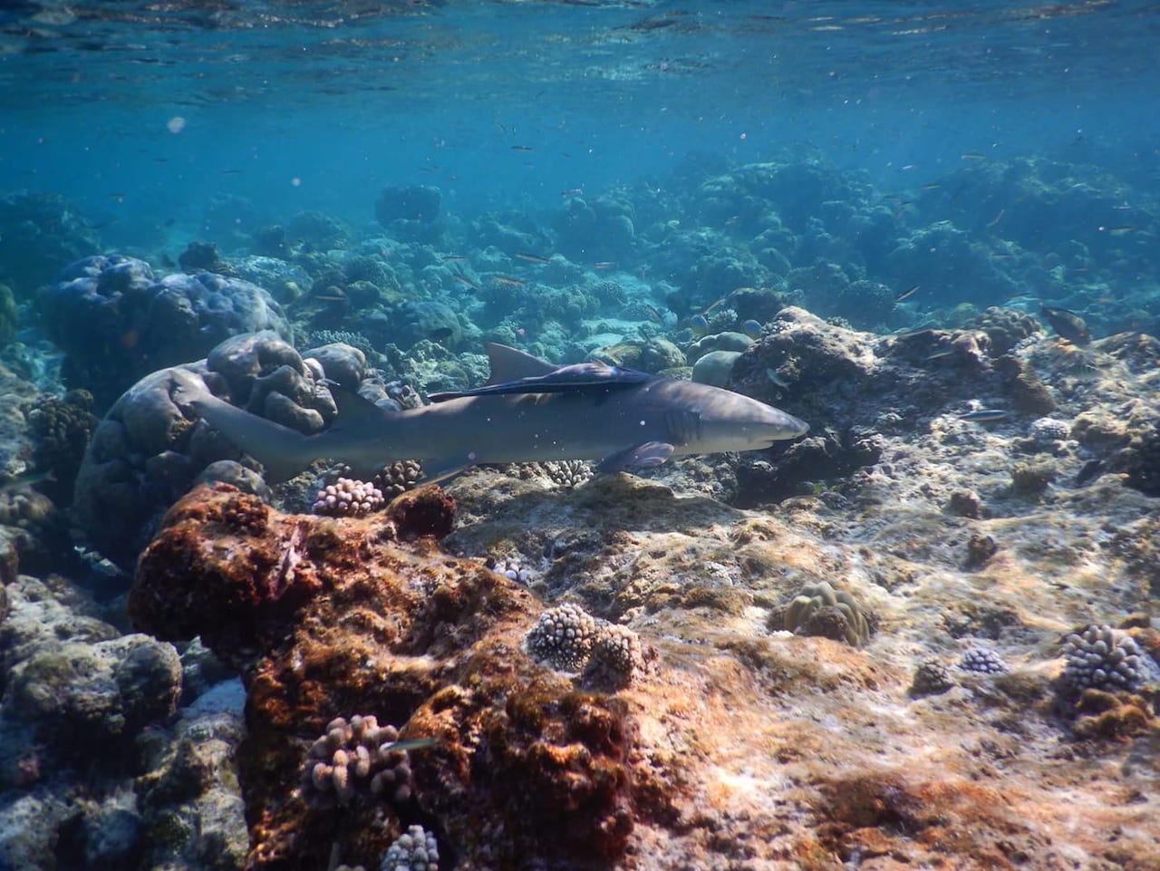 Lemon Shark at the house reef - Werner Lau Diving Centers