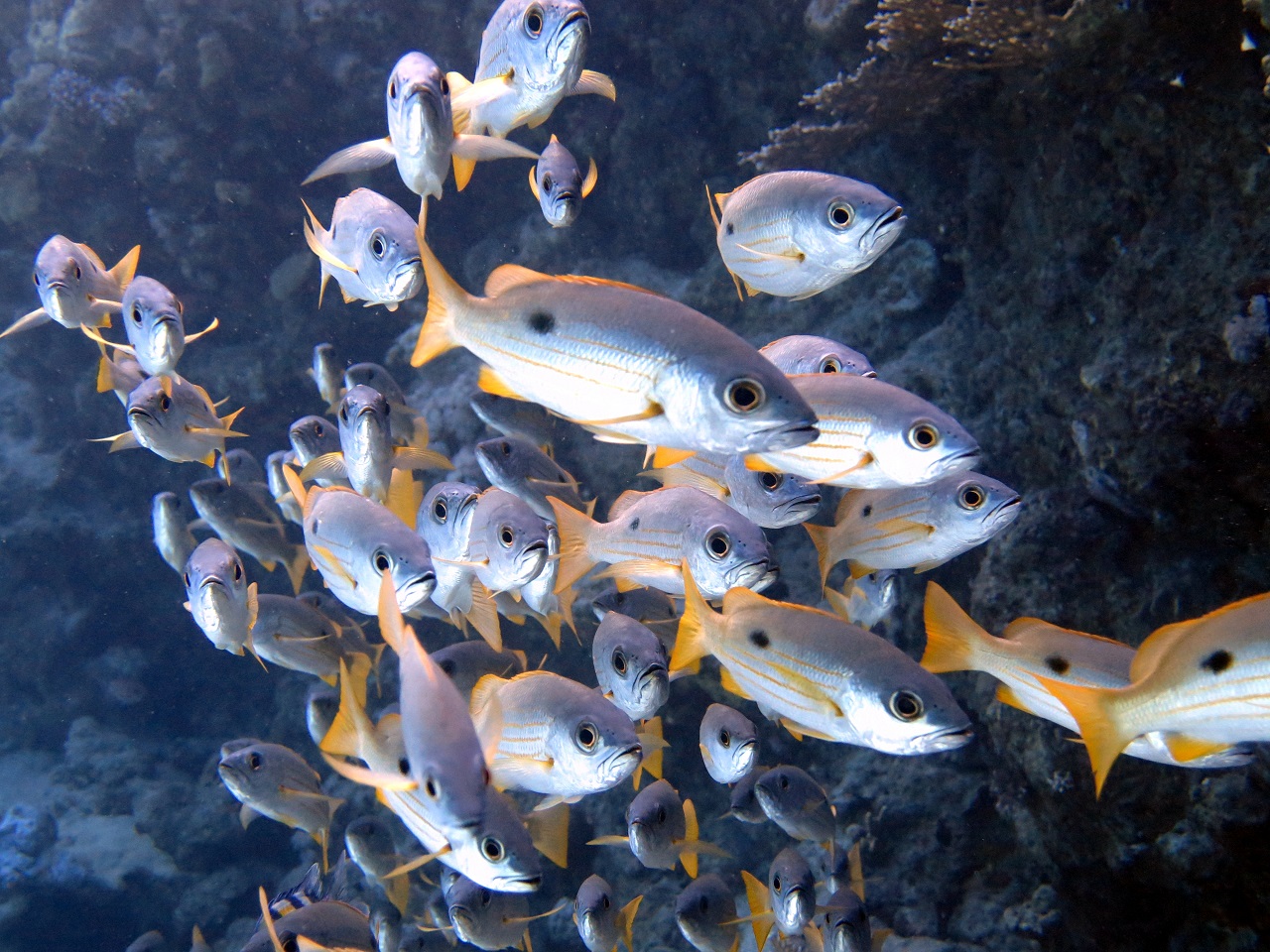 The variety of the Red Sea - Werner Lau Diving Centers