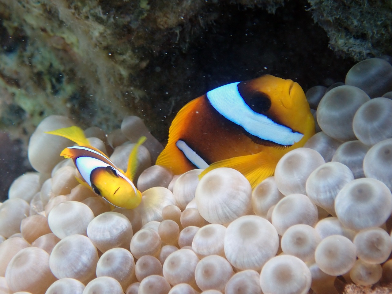 Common reef fish - Werner Lau Diving Centers