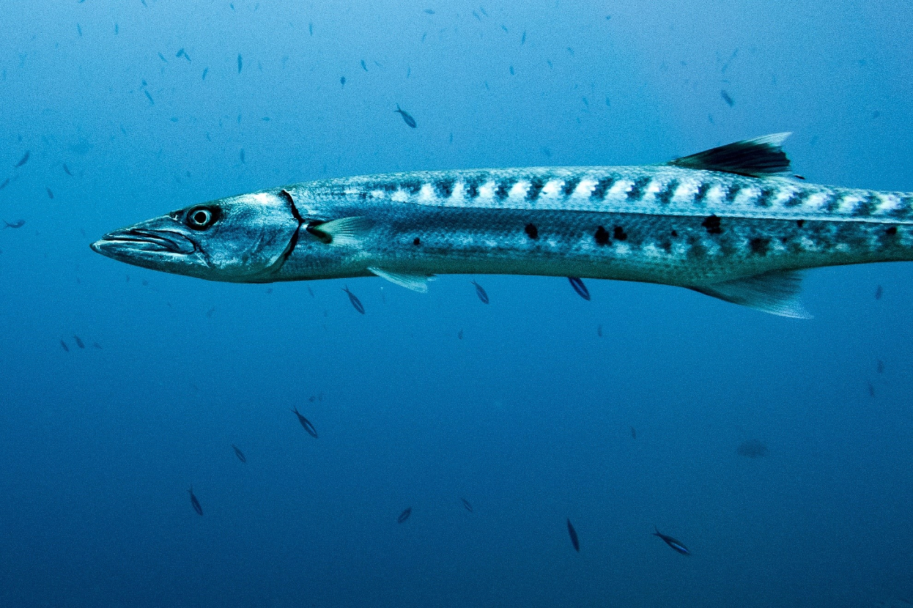 Große Barrakudas - Werner Lau Diving Centers