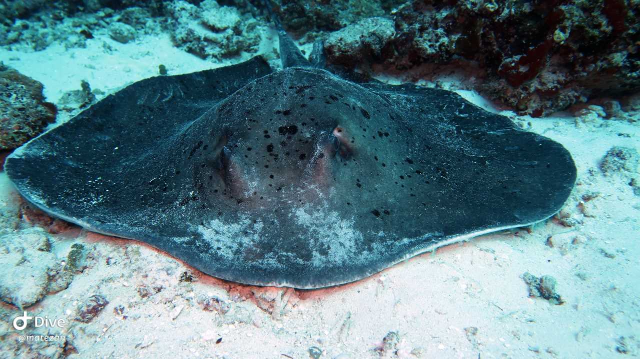 Dive Full of Marbeled Stingrays - Werner Lau Diving Centers