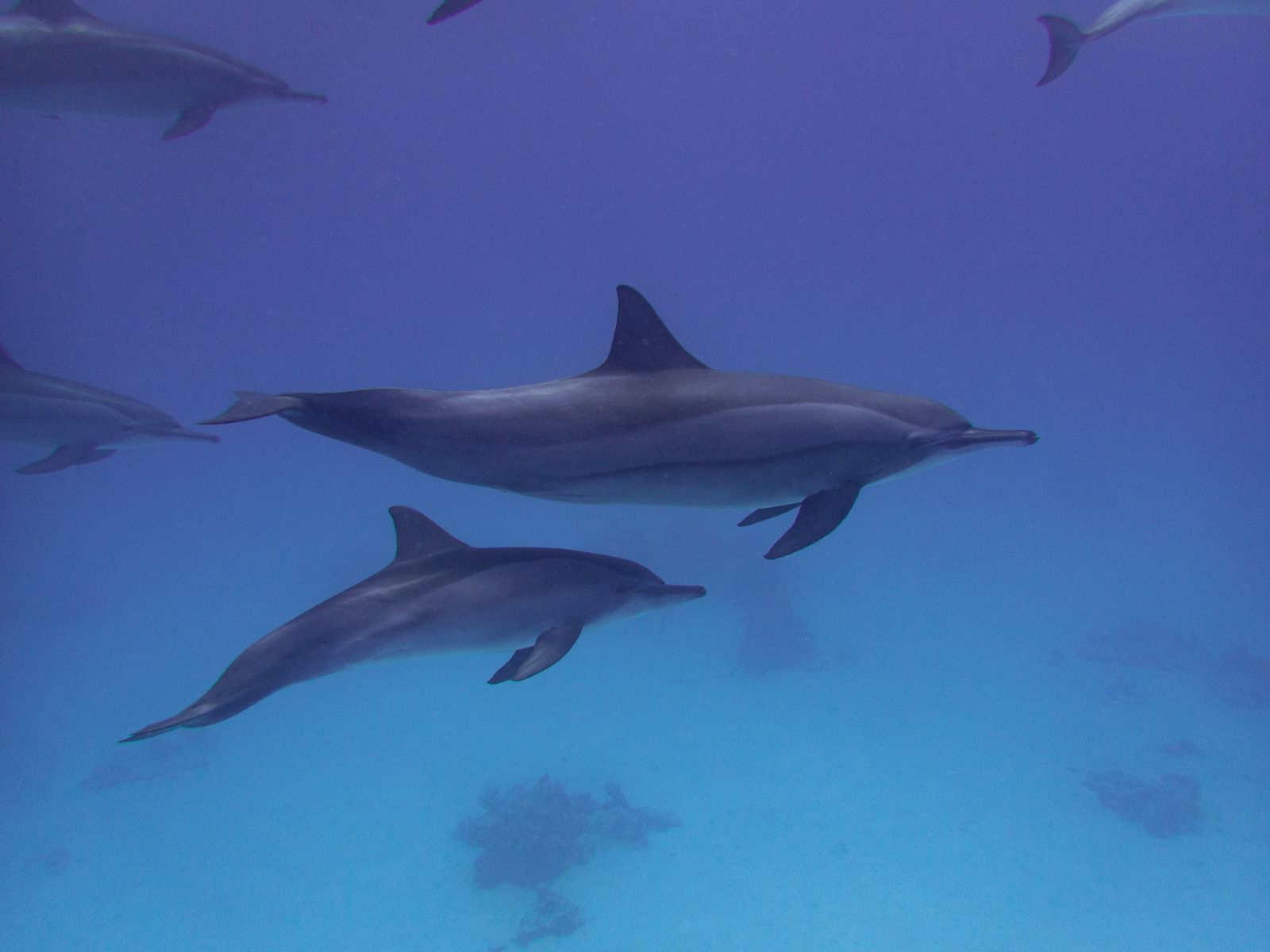 Shirin the queen of pictures - Werner Lau Diving Centers